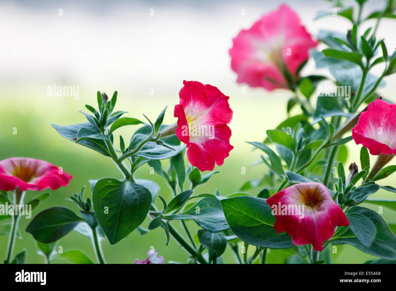Purple heart plant detail hi-res stock photography and images - Alamy