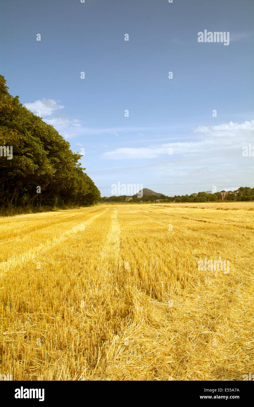 A newly-cut wheatfield near North Berwick, Scotland, with North Berwick ...