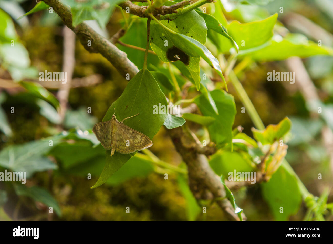 Pearl moth hi-res stock photography and images - Alamy