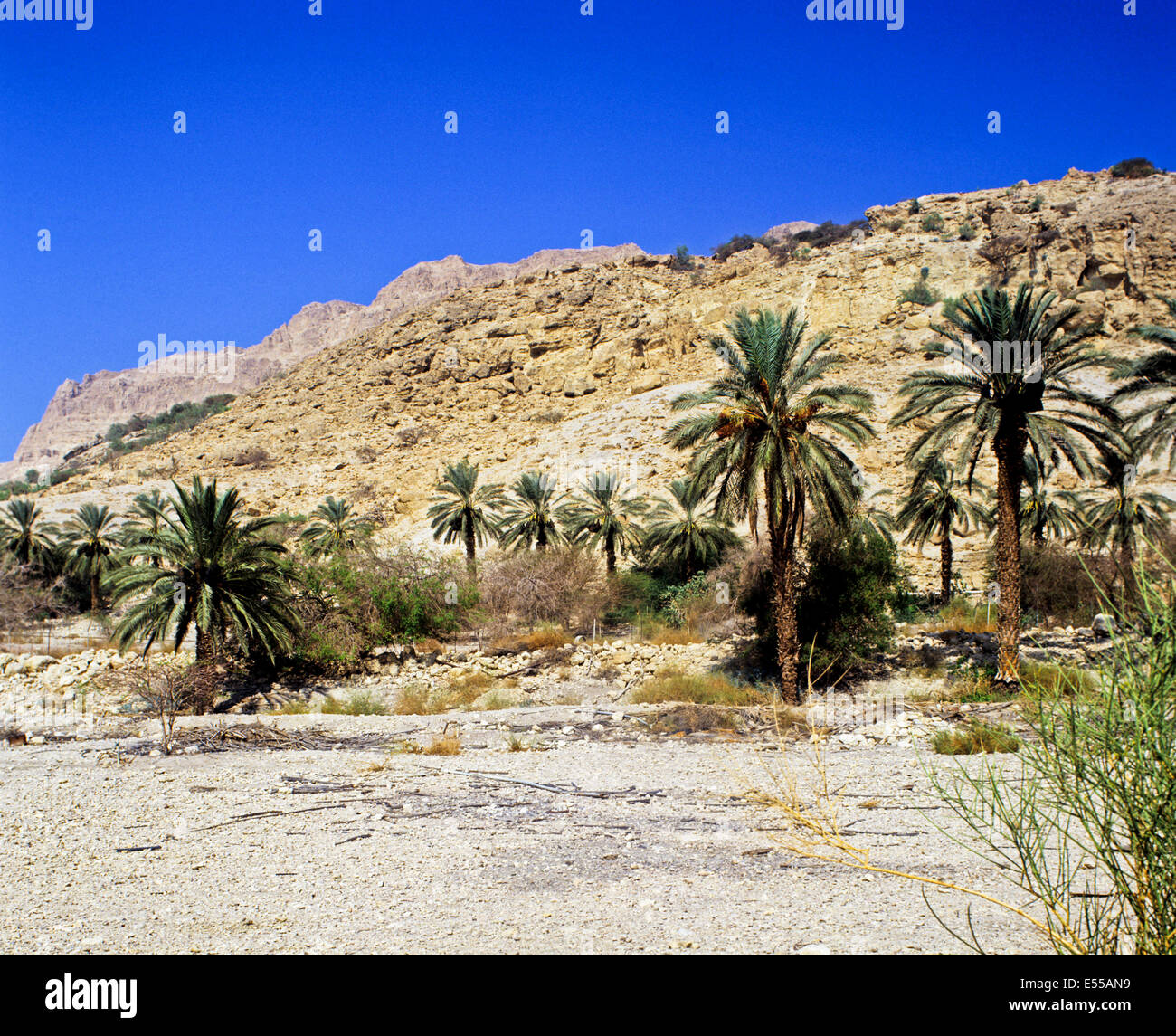 View of rocky landscape showing palm trees, Israel Stock Photo - Alamy