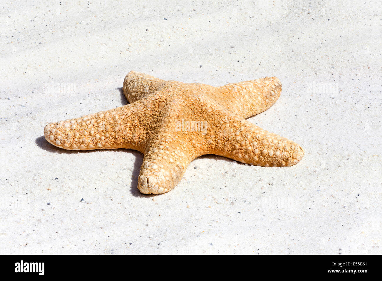 Single large Starfish in the Sand on the Beach Stock Photo - Alamy