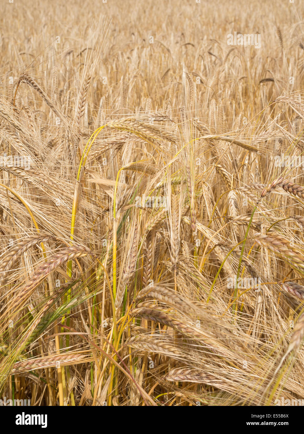 Barley High Resolution Stock Photography and Images - Alamy