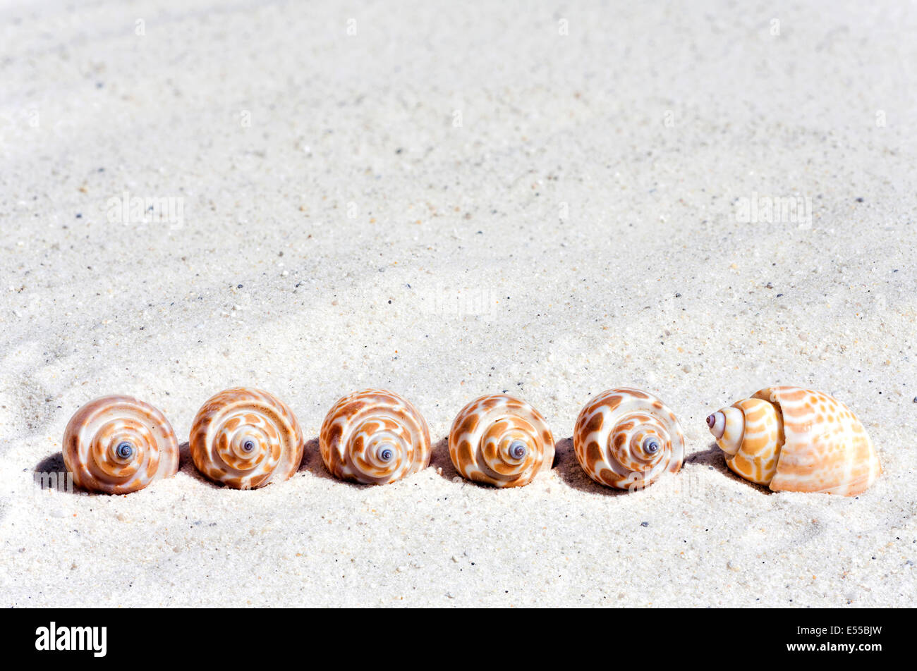 Some seashells are in the sand on the beach in the row Stock Photo - Alamy
