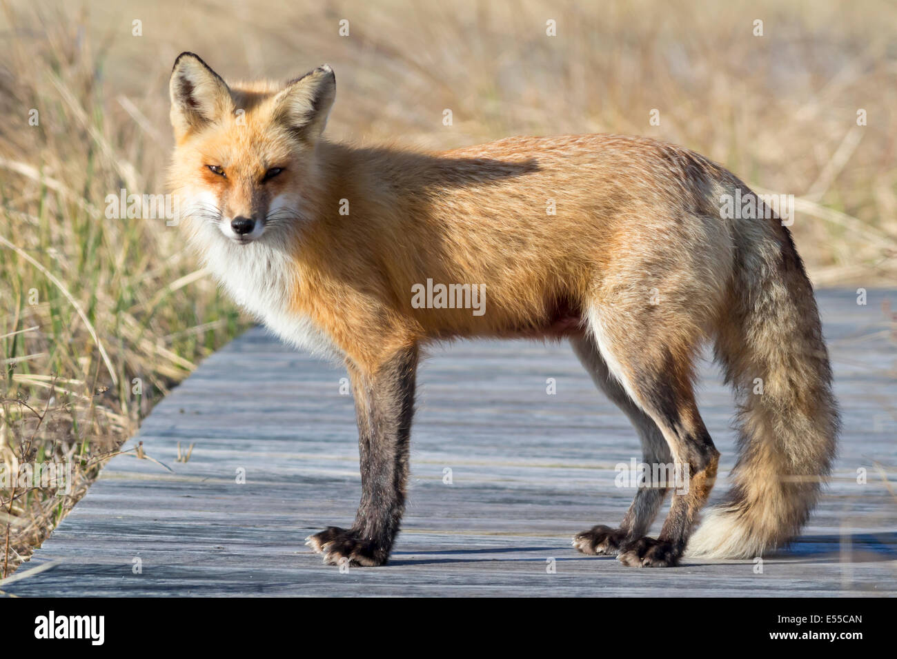 Fox standing hi-res stock photography and images - Alamy