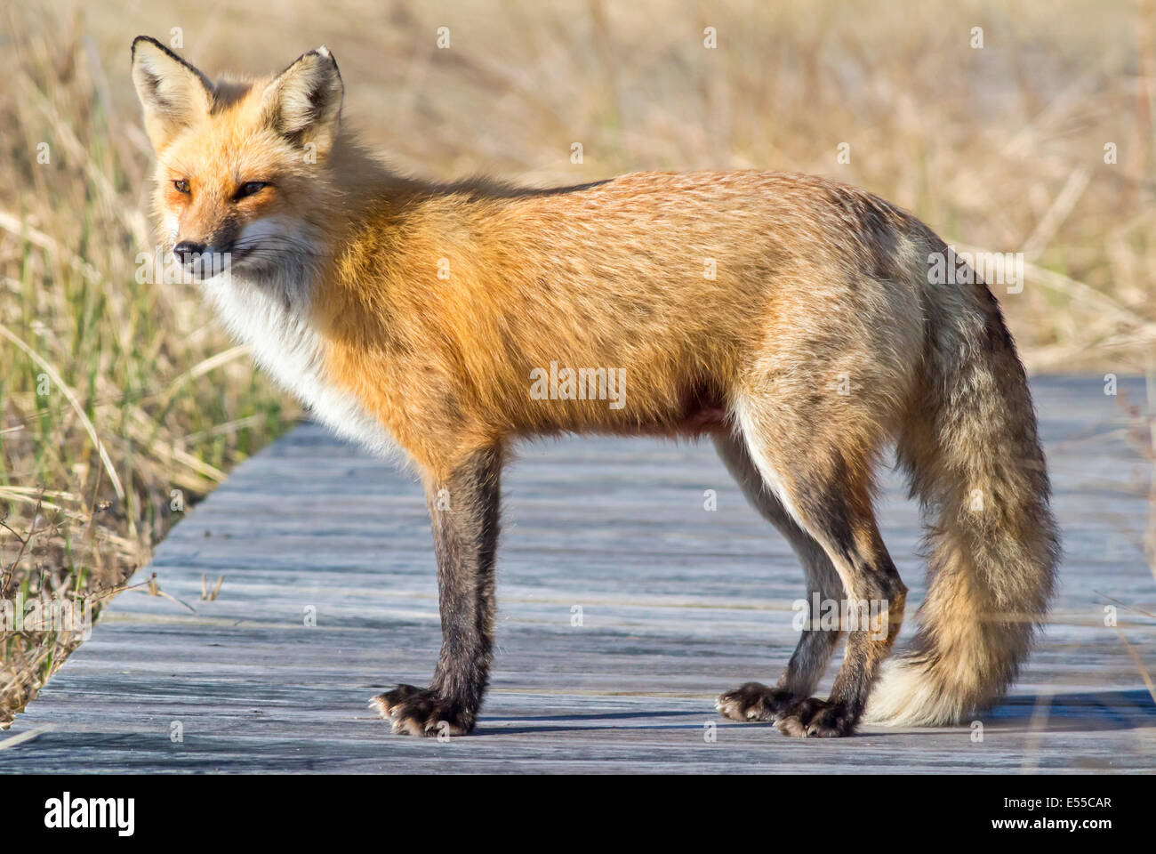 Fox standing hi-res stock photography and images - Alamy