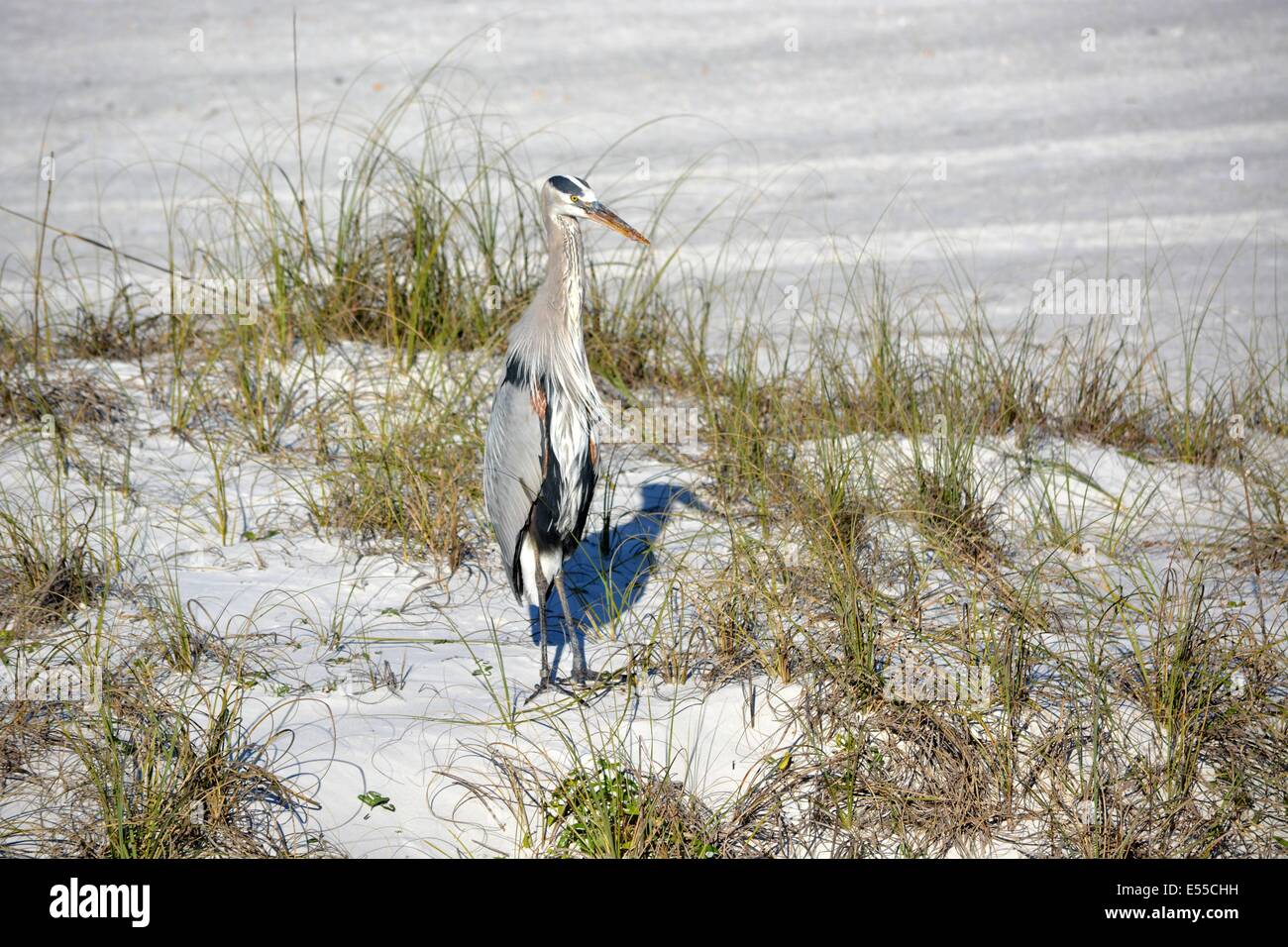 bird great blue heron Stock Photo - Alamy