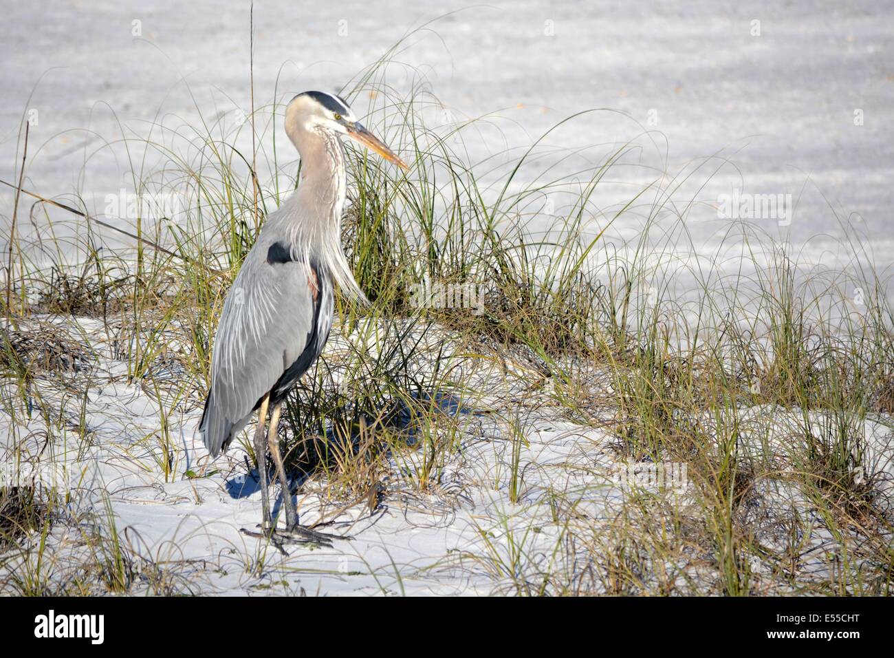 bird great blue heron Stock Photo - Alamy