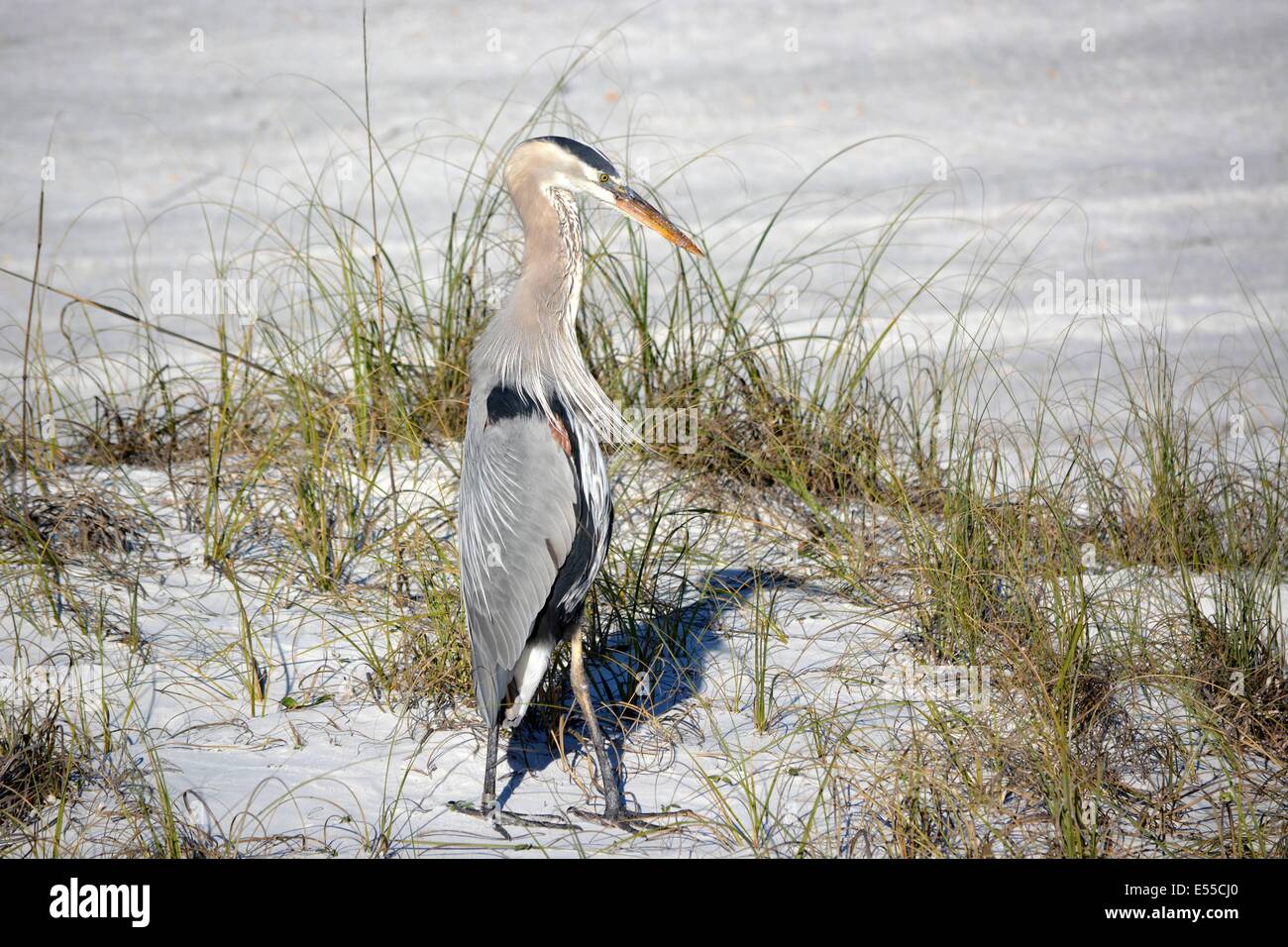 bird great blue heron Stock Photo - Alamy