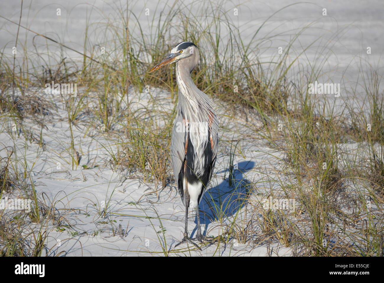 bird great blue heron Stock Photo - Alamy