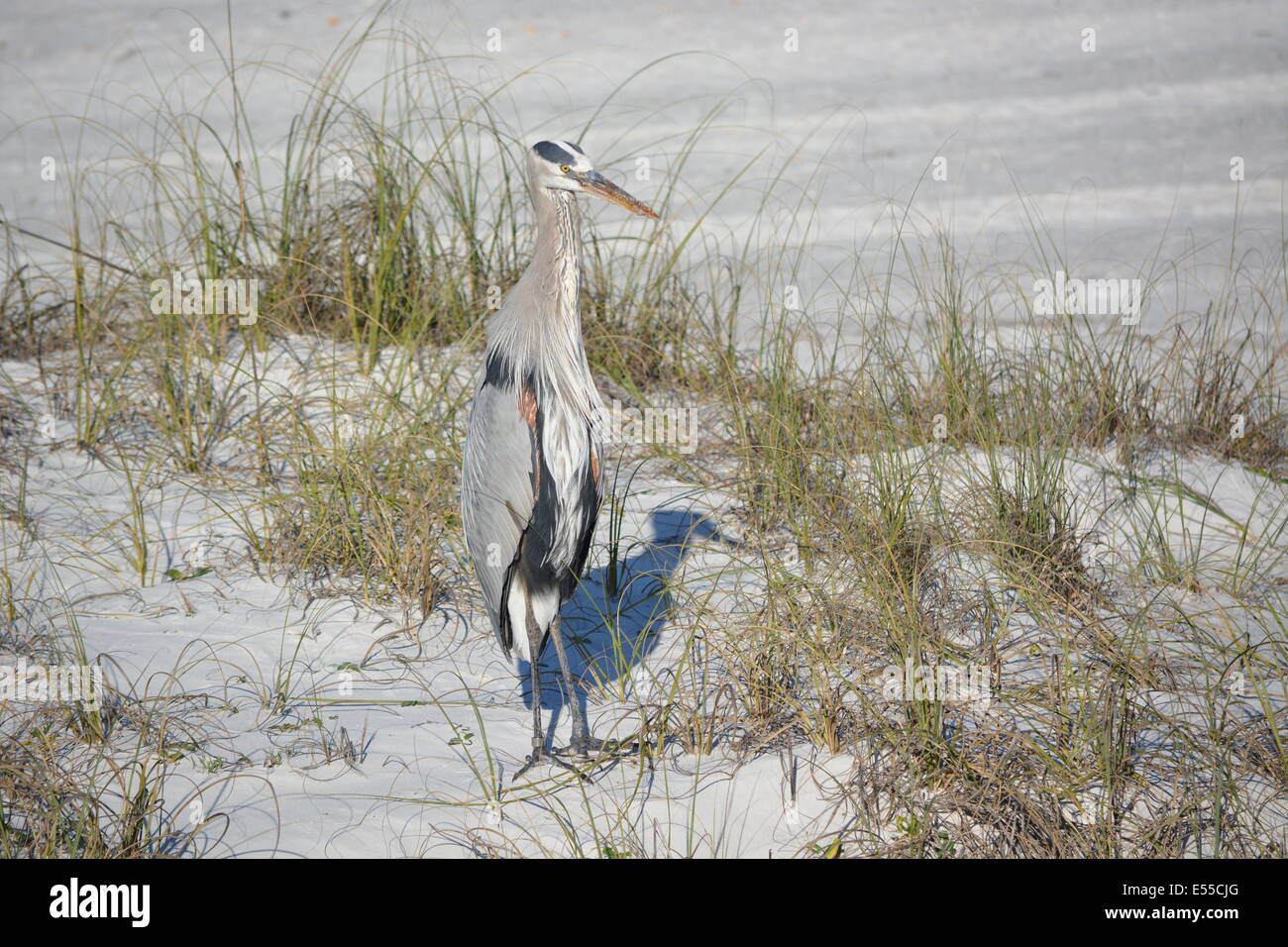 bird great blue heron Stock Photo - Alamy