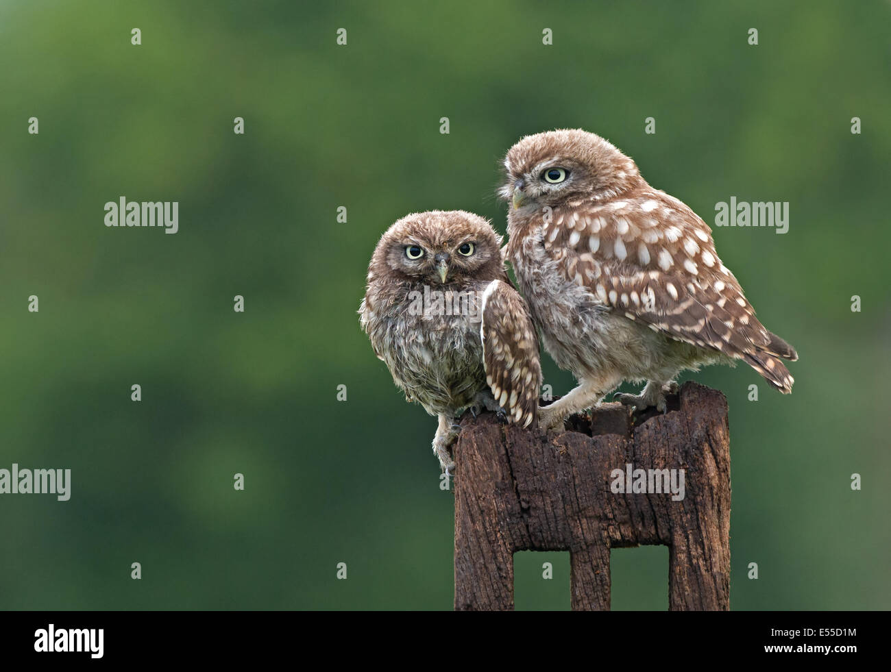 Ows hi-res stock photography and images - Alamy