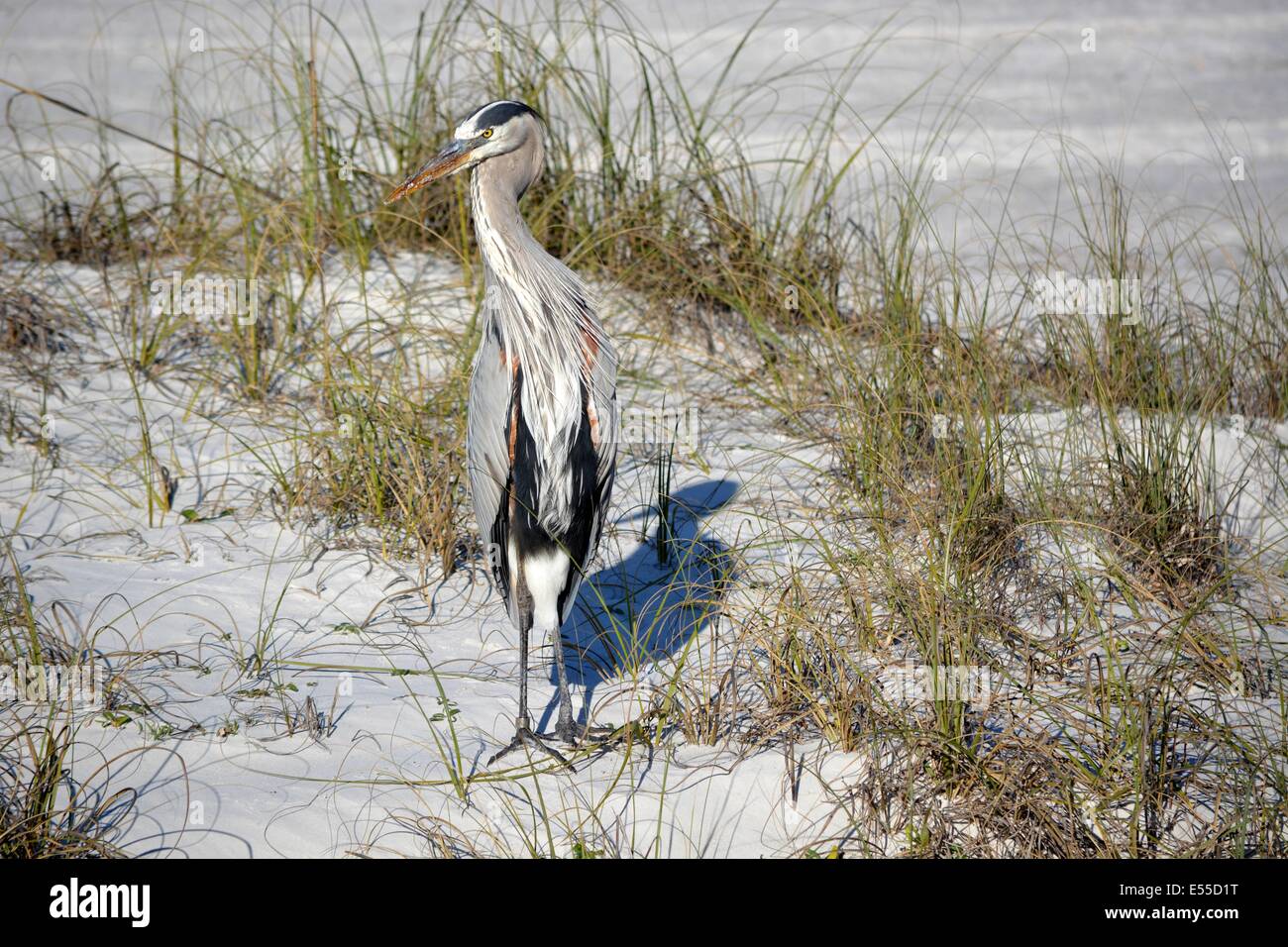 bird great blue heron Stock Photo - Alamy