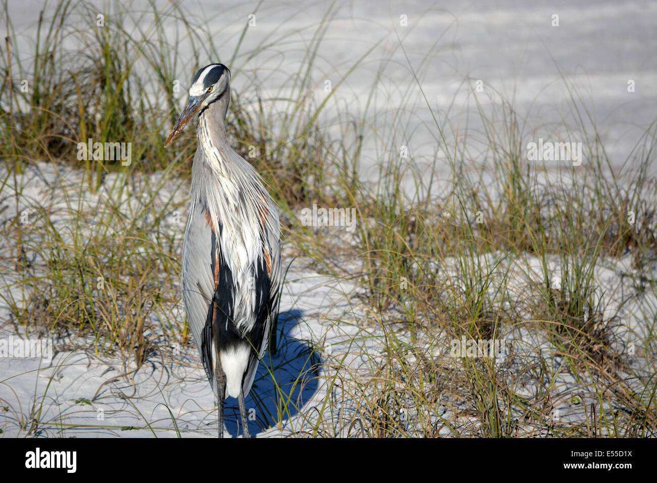 bird great blue heron Stock Photo - Alamy