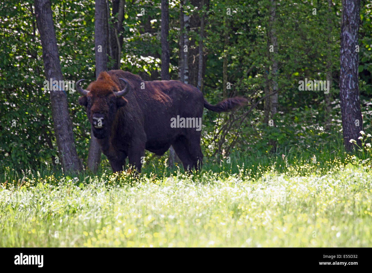 European bison bull warily waving tail at interface of meadow and edge ...
