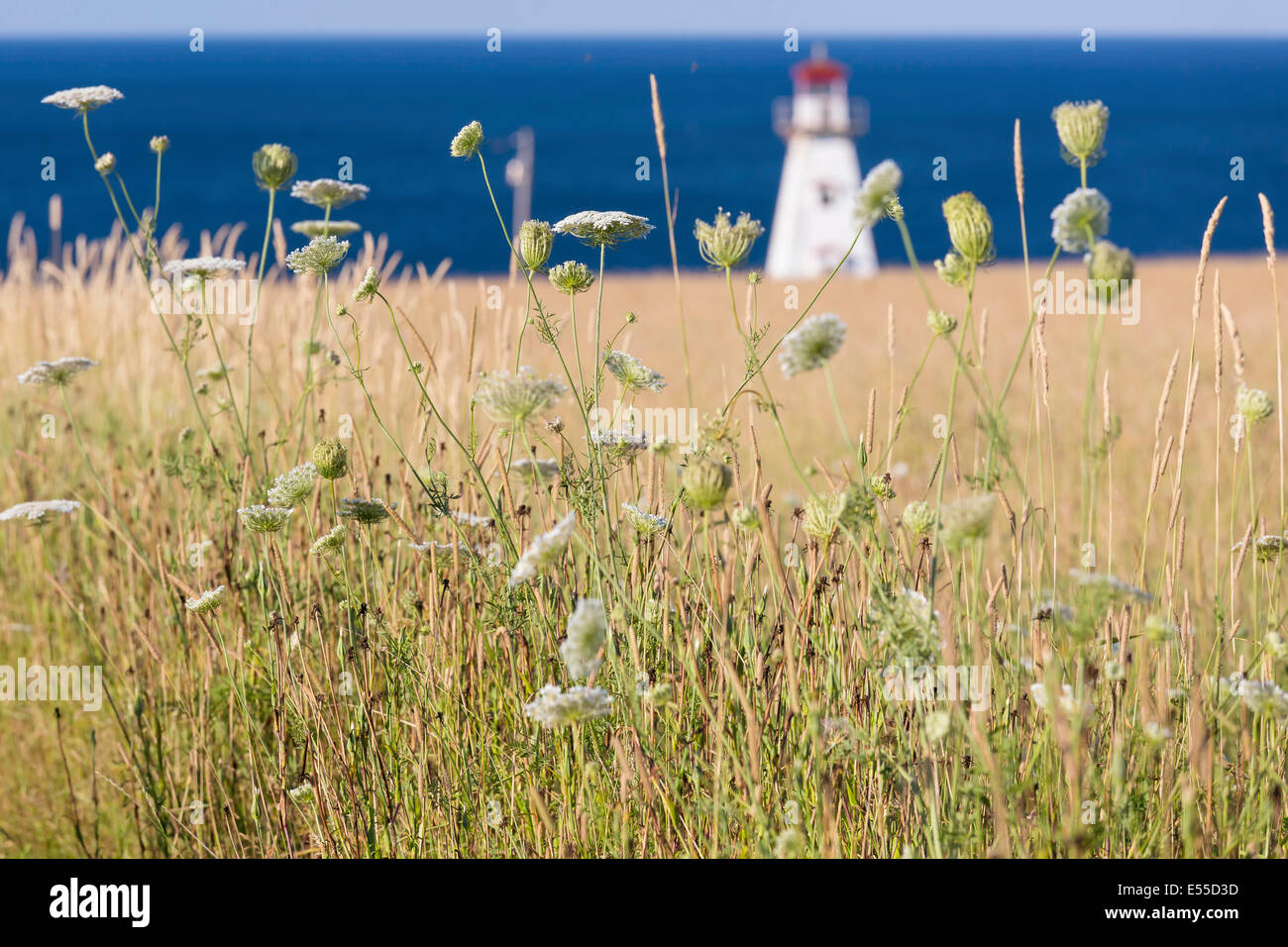 Cape Tryon Lighthouse, Prince Edward Island and grain field. Viewed ...