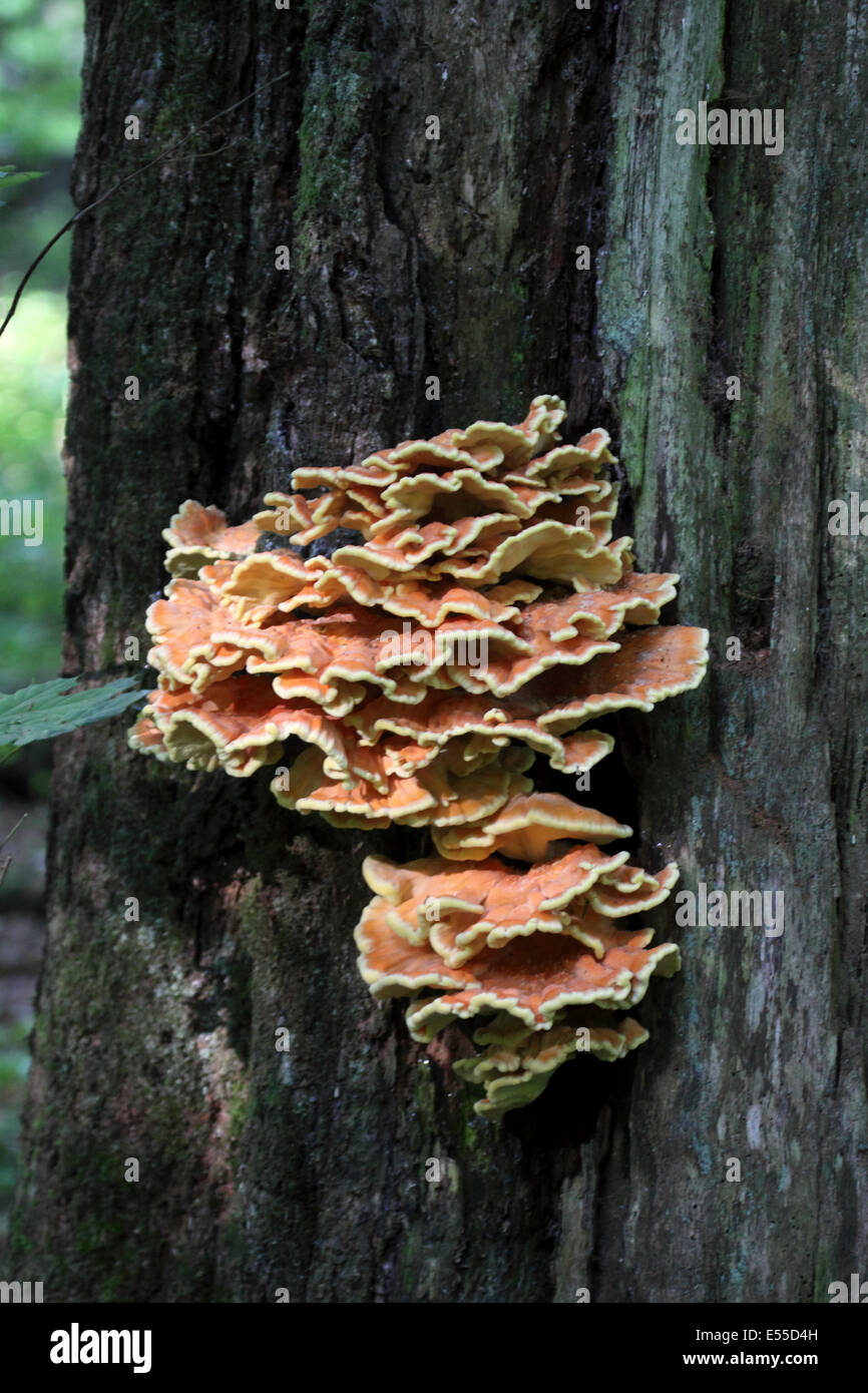 Chicken of the woods fungus hi-res stock photography and images - Alamy