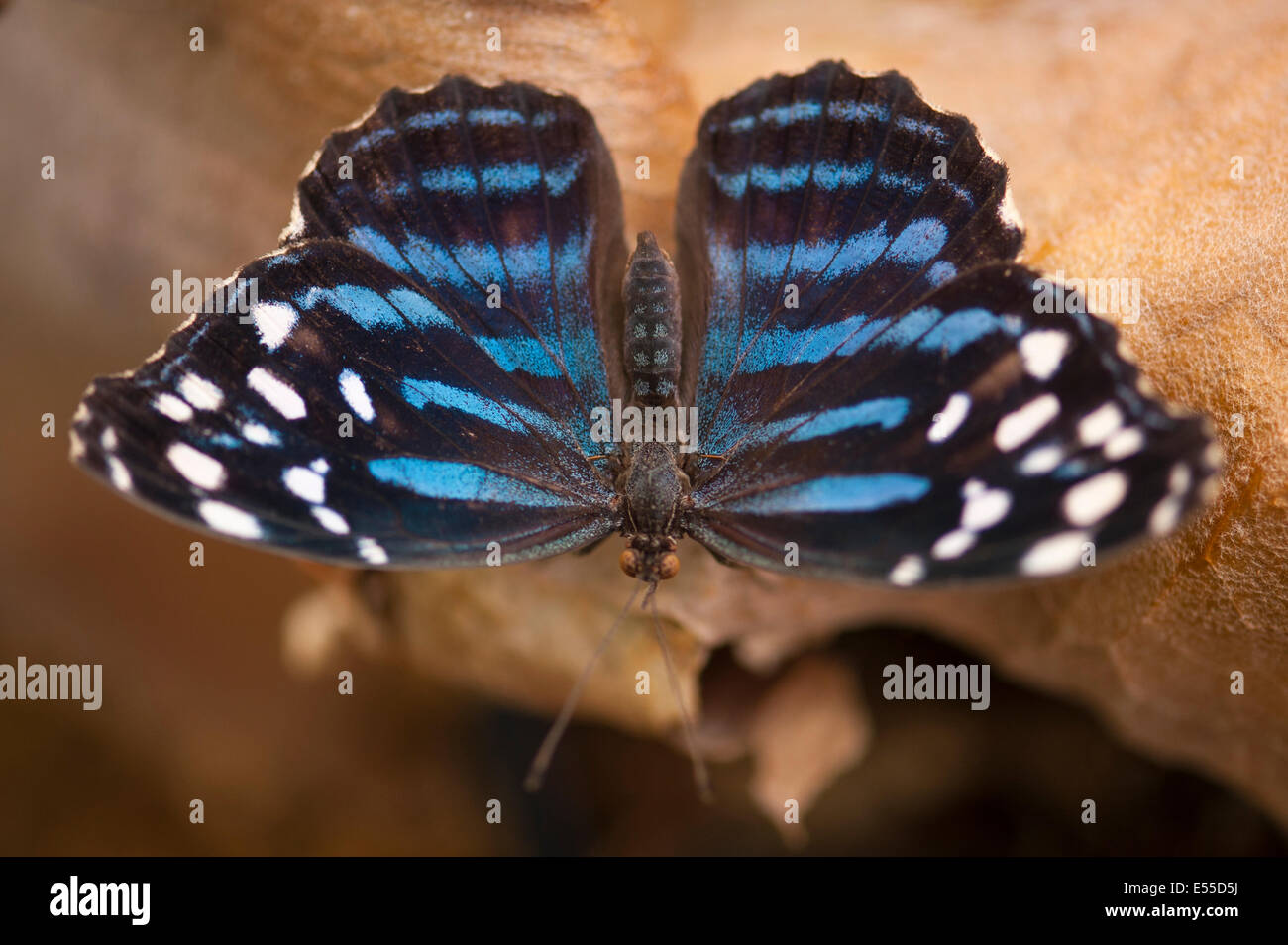 North West London, Golders Hill Park, butterfly house, insect insects ...