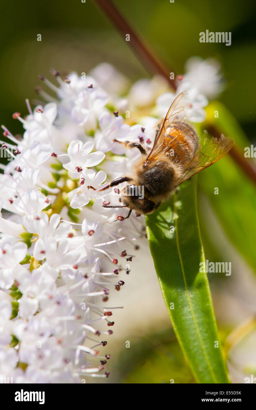 Bombus apoidae hi-res stock photography and images - Alamy
