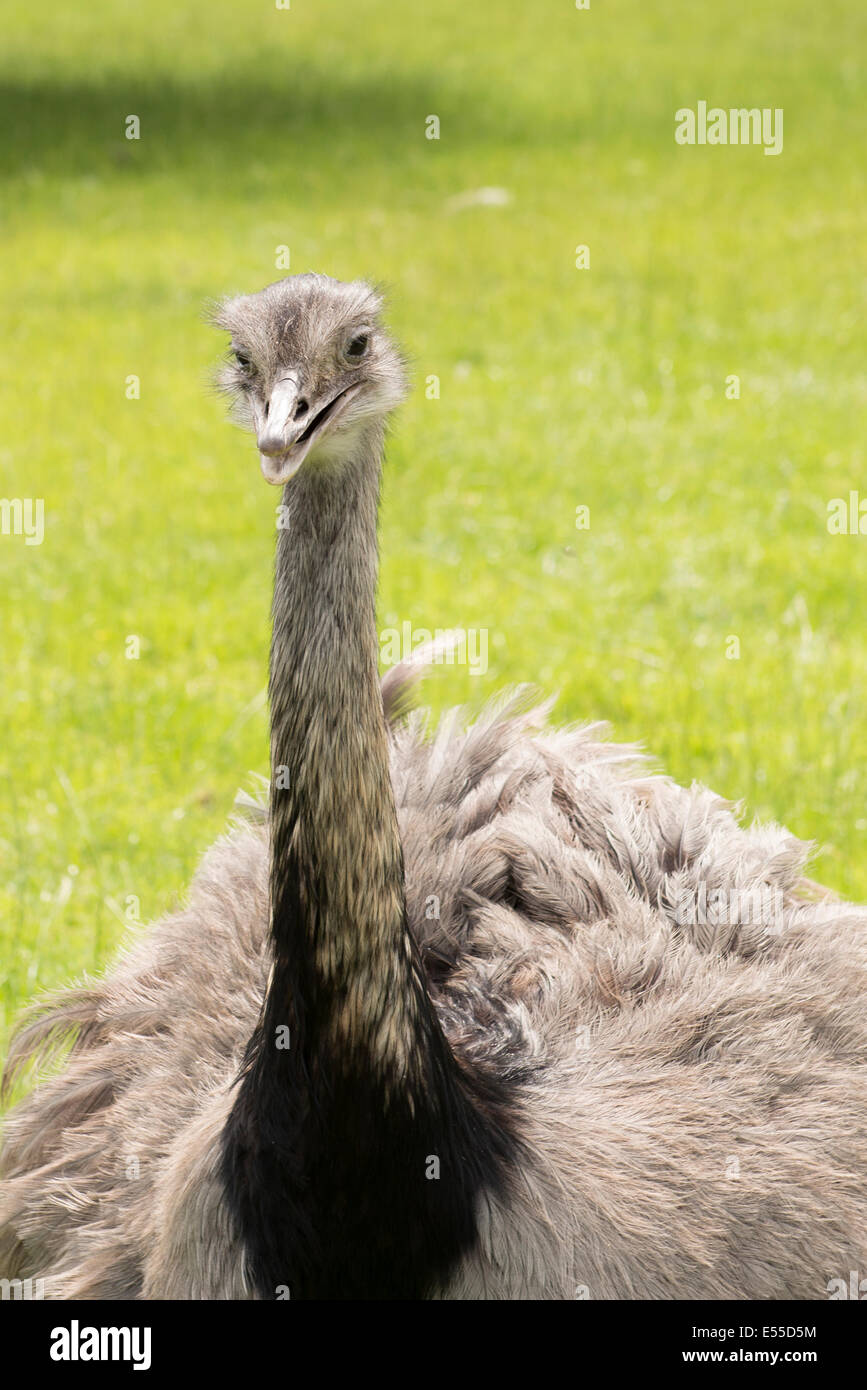 North West London, Golders Hill Park, Greater Rhea , Rhea Americana ...