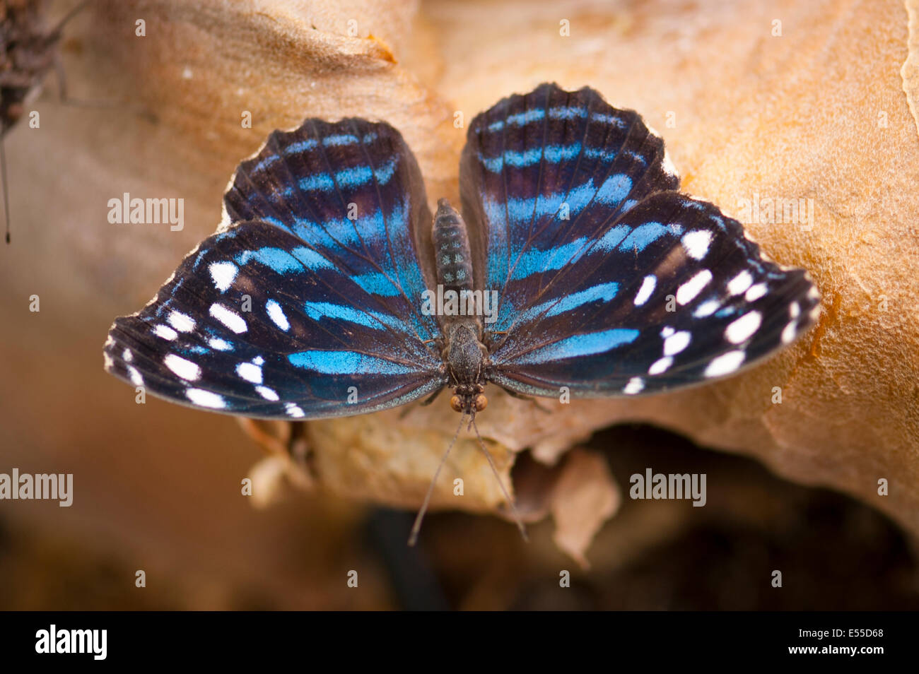 North West London, Golders Hill Park, butterfly house, insect insects ...