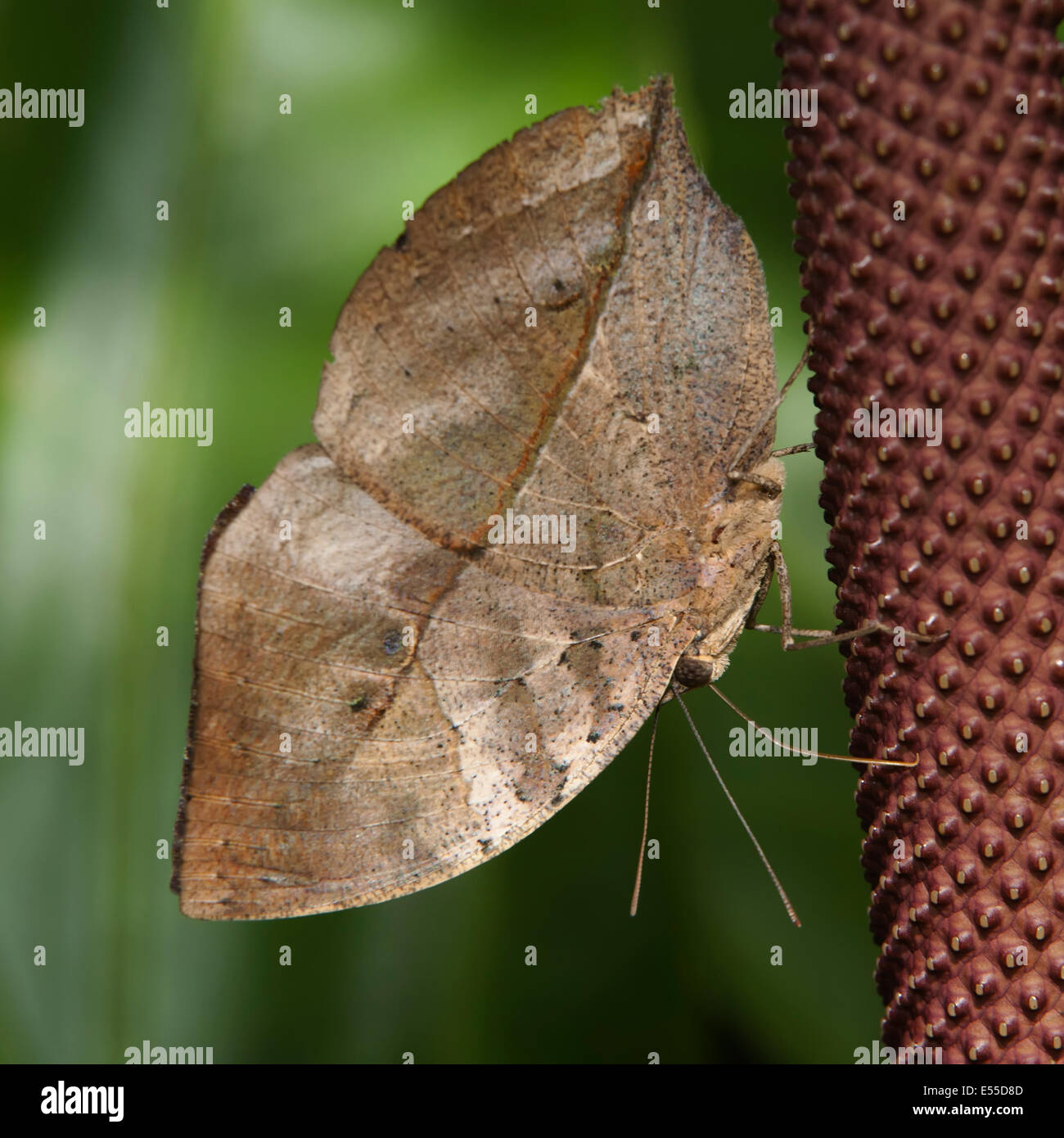 Macros travel hi-res stock photography and images - Alamy