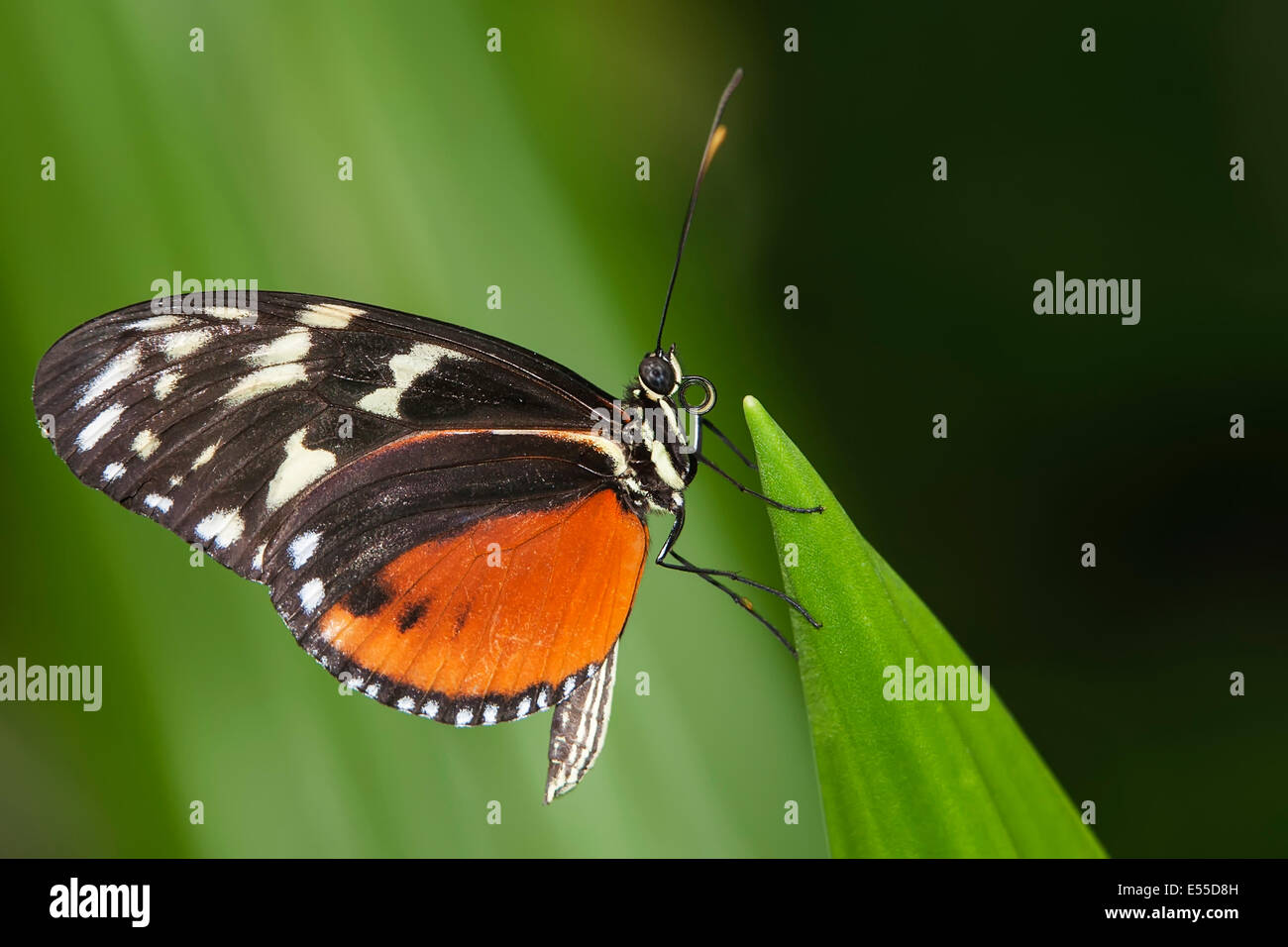 South American [Hecale LongWing] butterfly at Butterfly World ...