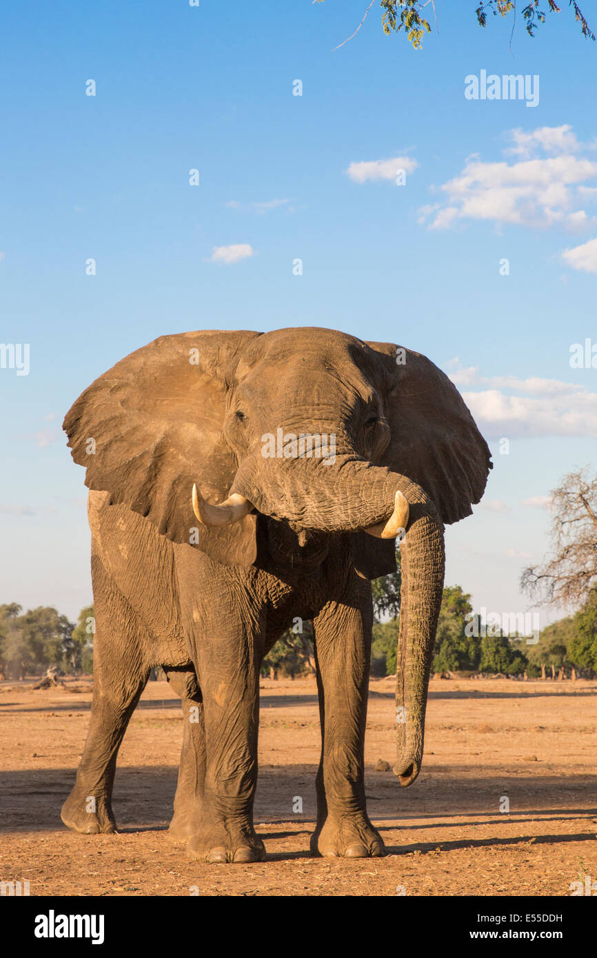 African Elephant bull resting his trunk on tusk Stock Photo - Alamy