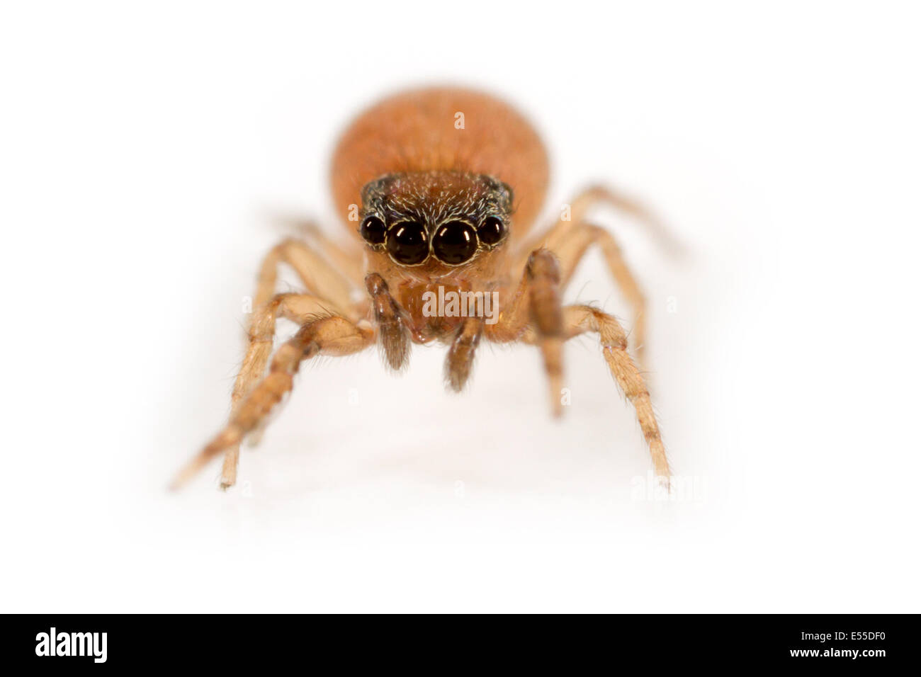 Female Common Spinner (Neon reticulatus), part of the family Salticidae ...