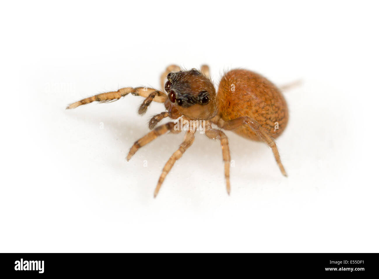 Female Common Spinner (Neon reticulatus), part of the family Salticidae ...