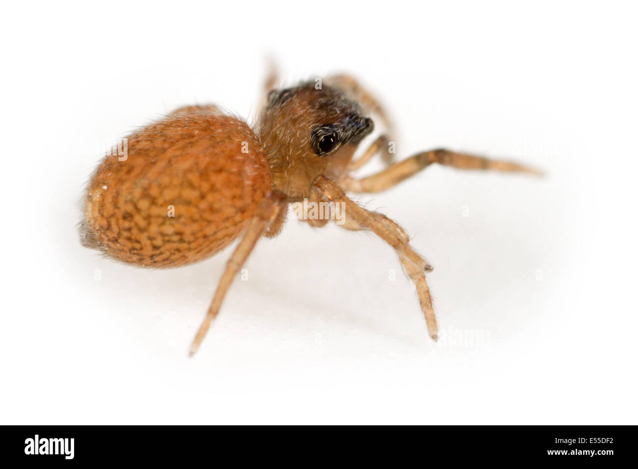 Female Common Spinner (Neon reticulatus), part of the family Salticidae ...