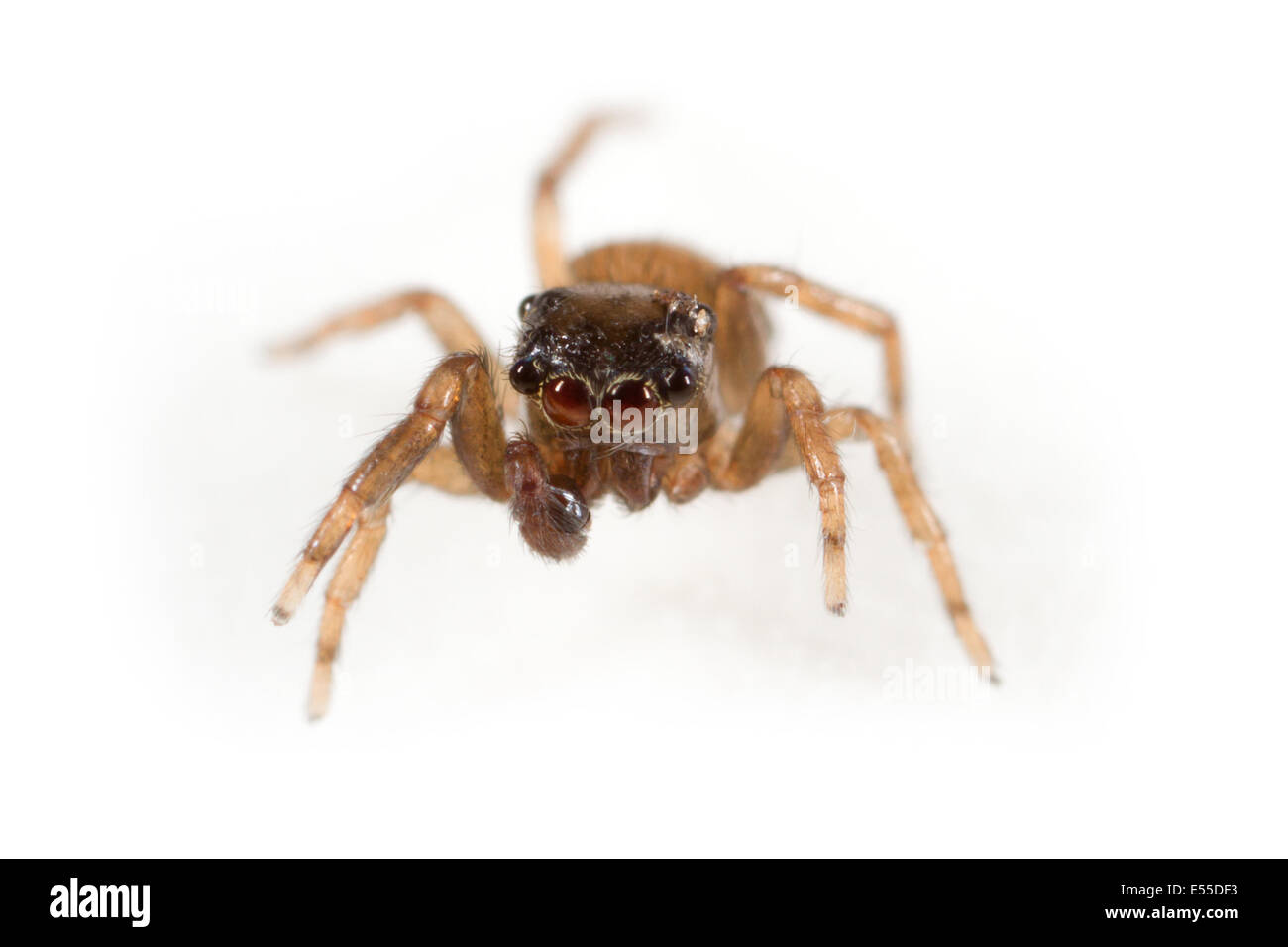 Male Common Spinner (Neon reticulatus), part of the family Salticidae ...