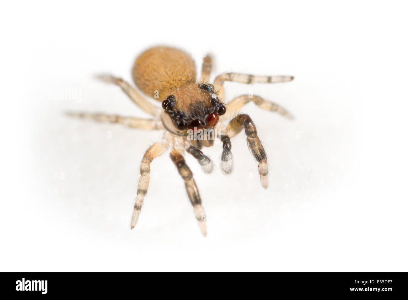 Juvenile male Common Spinner (Neon reticulatus), part of the family ...