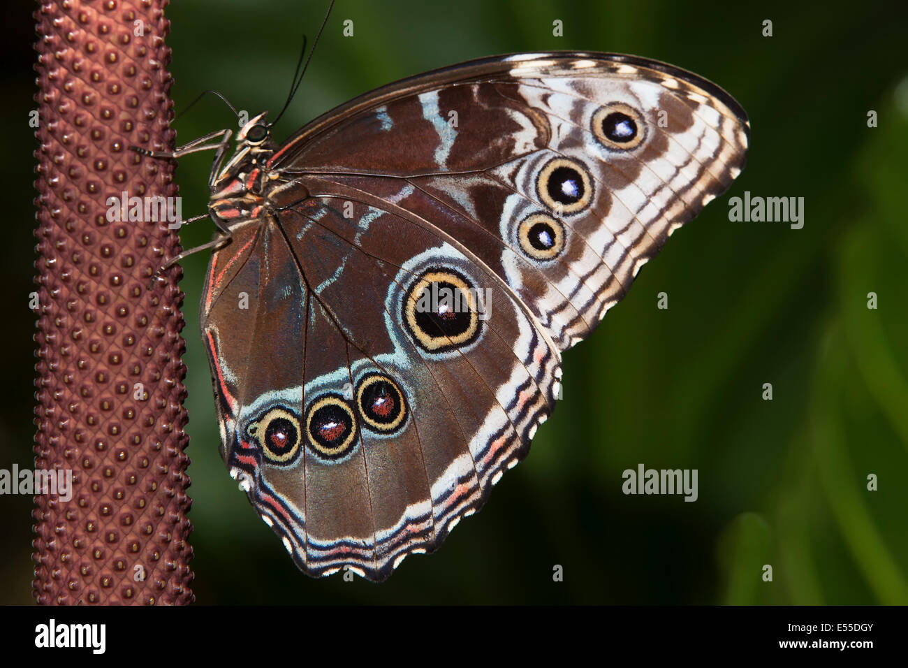 South American Blue Morpho butterfly with it's wings closed Stock Photo ...
