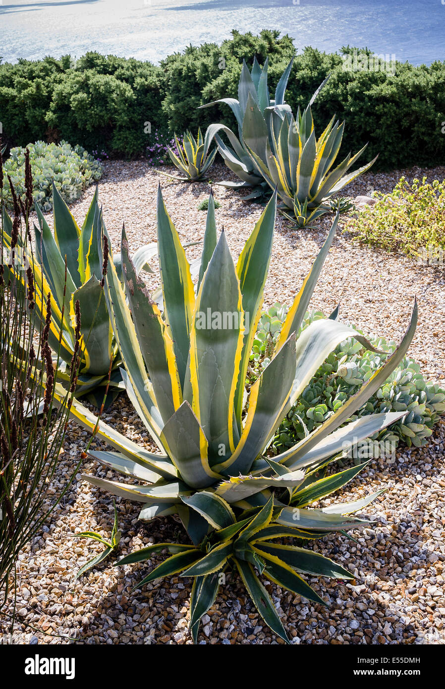 Agave americana in a small maritime garden with young offset plants at ...