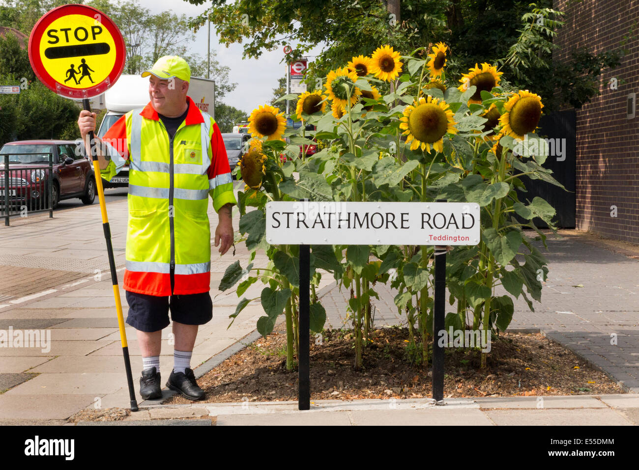 Lollipop man / lollypop Lolli pop man / lolly pop man and sunflowers ...