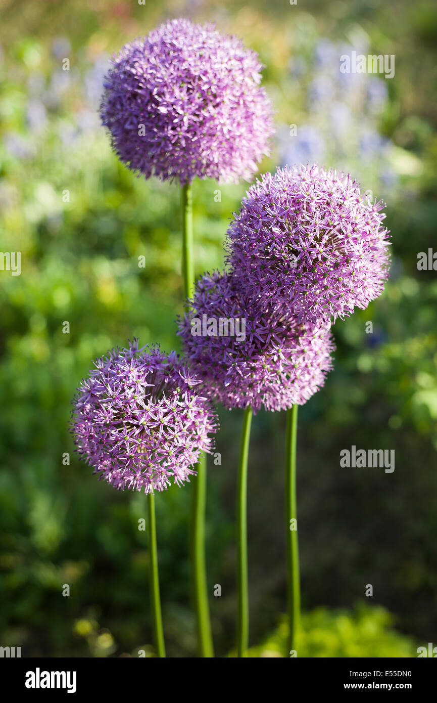 Four pink allium flowers Stock Photo - Alamy