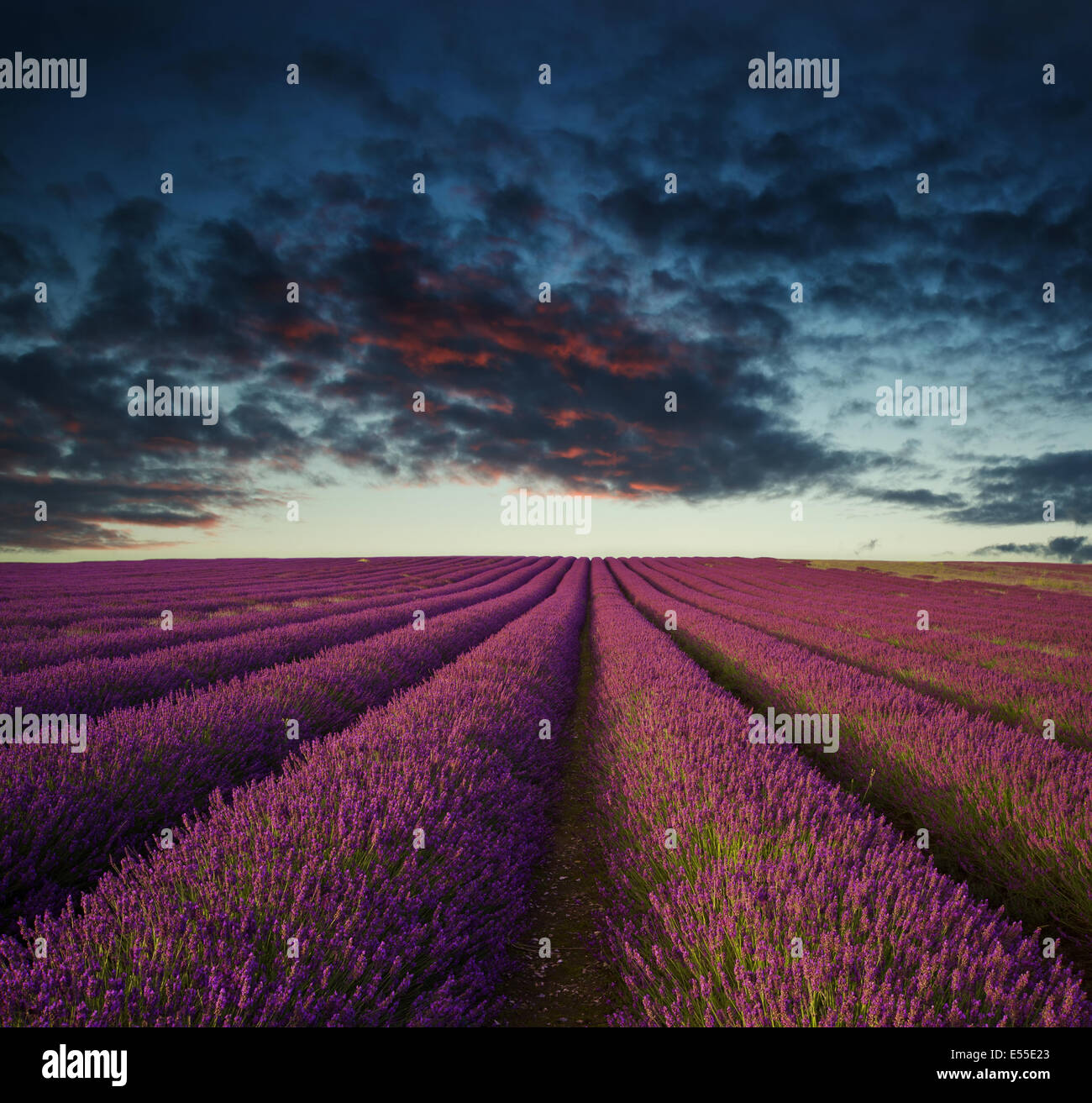 Lavender field sunset landscape hi-res stock photography and images - Alamy
