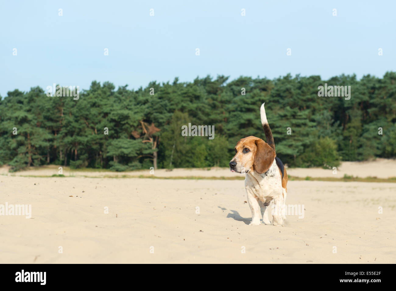 Beagle outdoor in nature landscape Stock Photo - Alamy