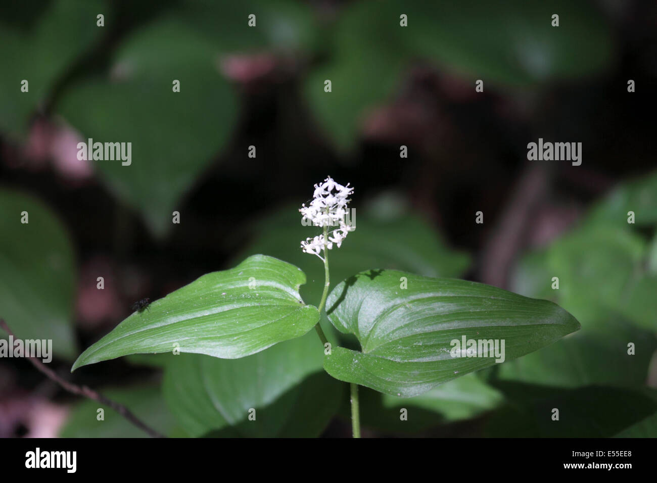 May lily maianthemum bifolium hi-res stock photography and images - Alamy