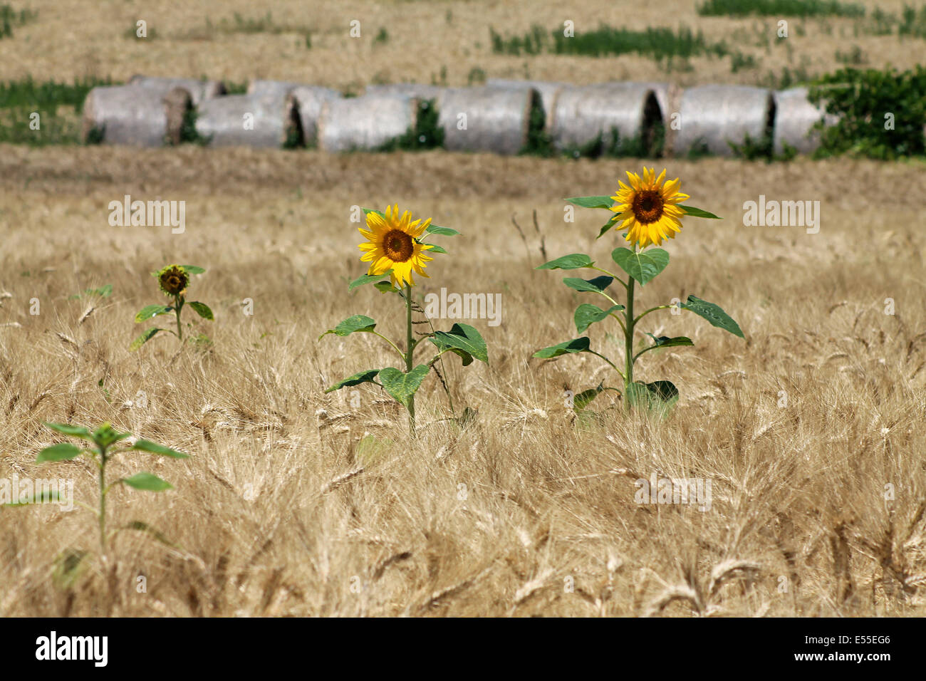 Sunflowers in the wheat field in front of bales of hay Stock Photo - Alamy