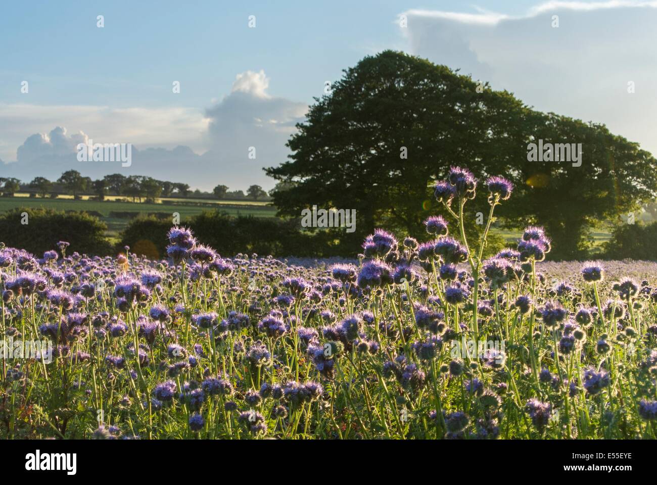 Phacelia tanacetifolia, grown for game cover, crop in evening sun ...