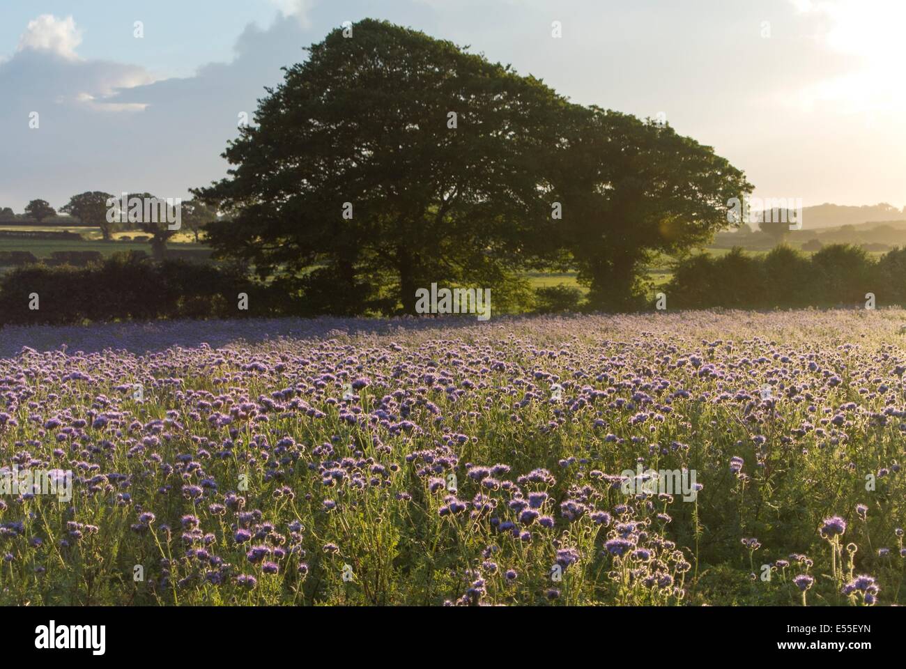 Phacelia tanacetifolia, grown for game cover, crop in evening sun ...