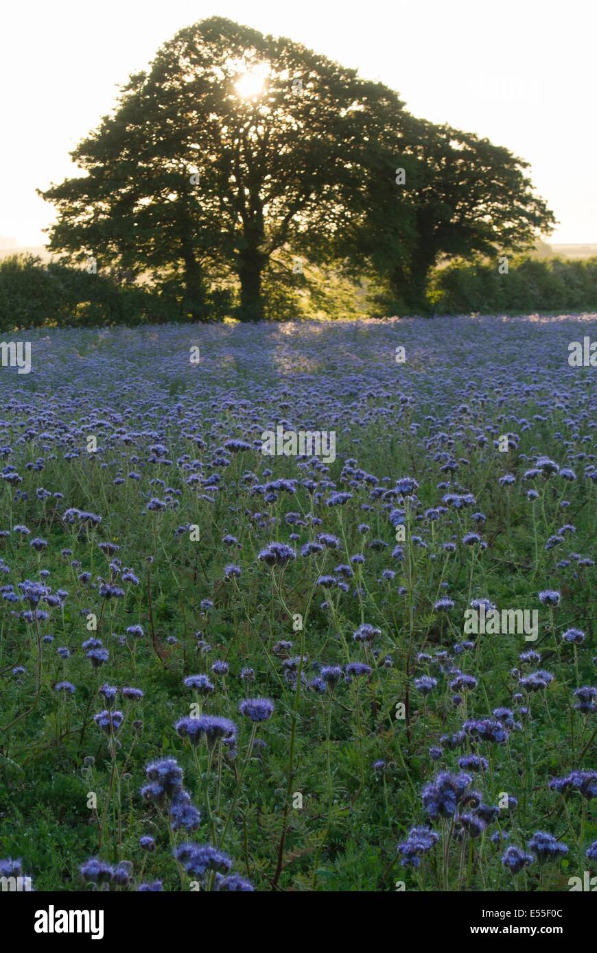 Phacelia tanacetifolia, grown for game cover, crop in evening sun ...