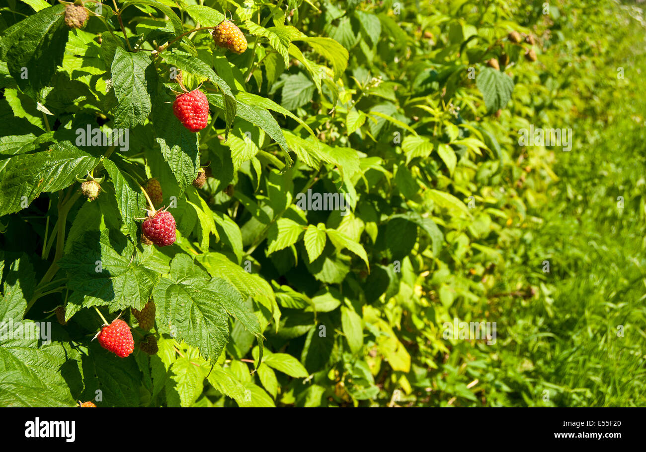 Plantation of raspberries, fruits growing on bush Stock Photo - Alamy