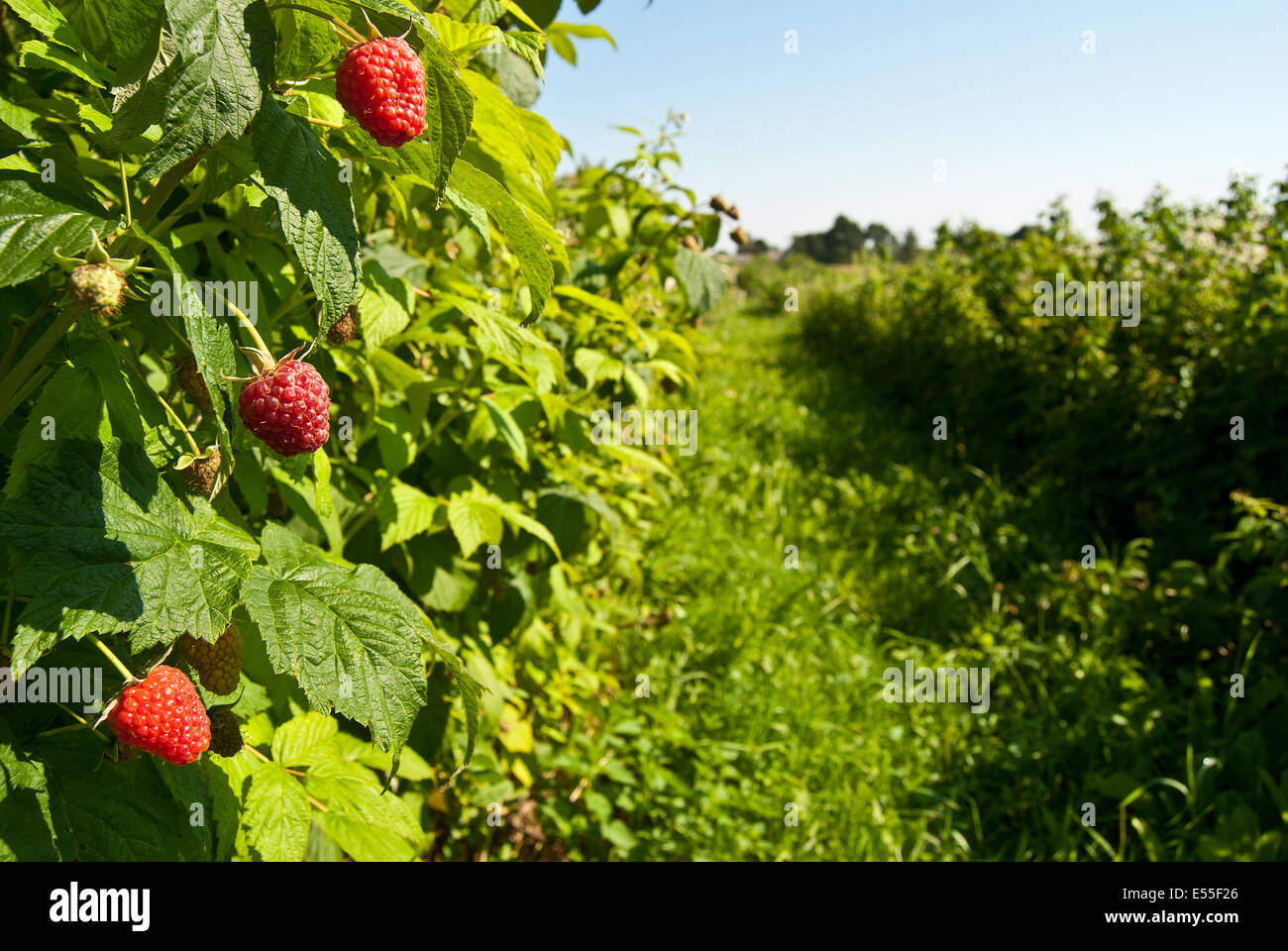 Plantation of raspberries, fruits growing on bush Stock Photo - Alamy