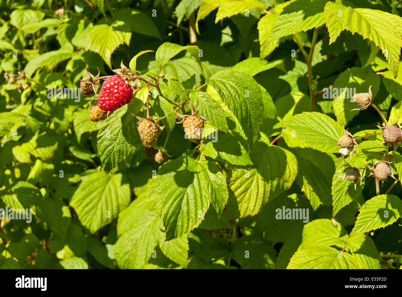 Plantation of raspberries, fruits growing on bush Stock Photo - Alamy