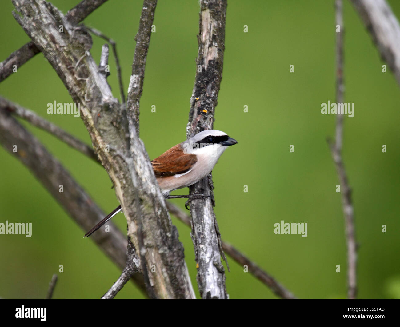 Red backed shrikes hi-res stock photography and images - Alamy
