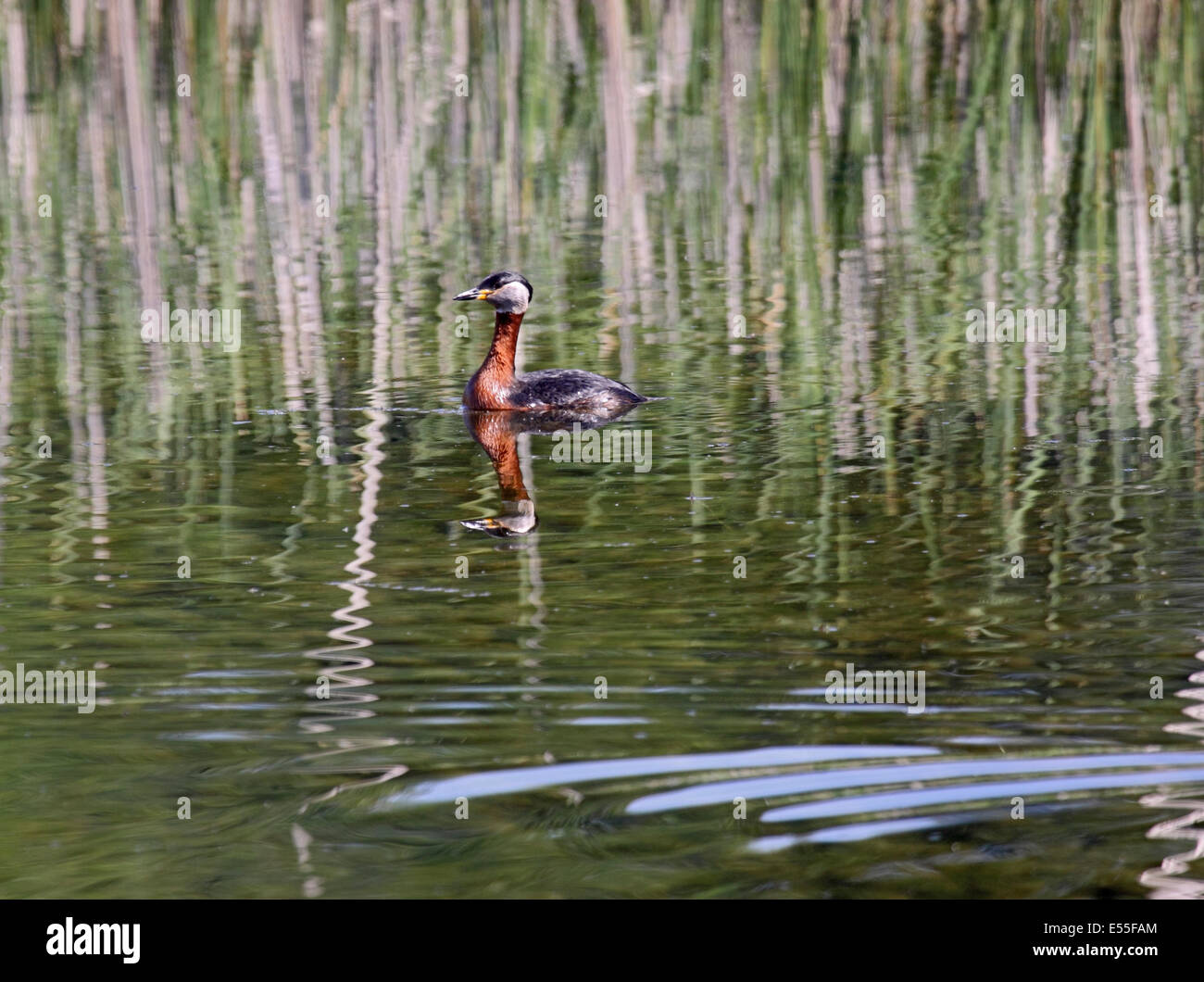 Red necked grebe on lake in Poland Stock Photo - Alamy