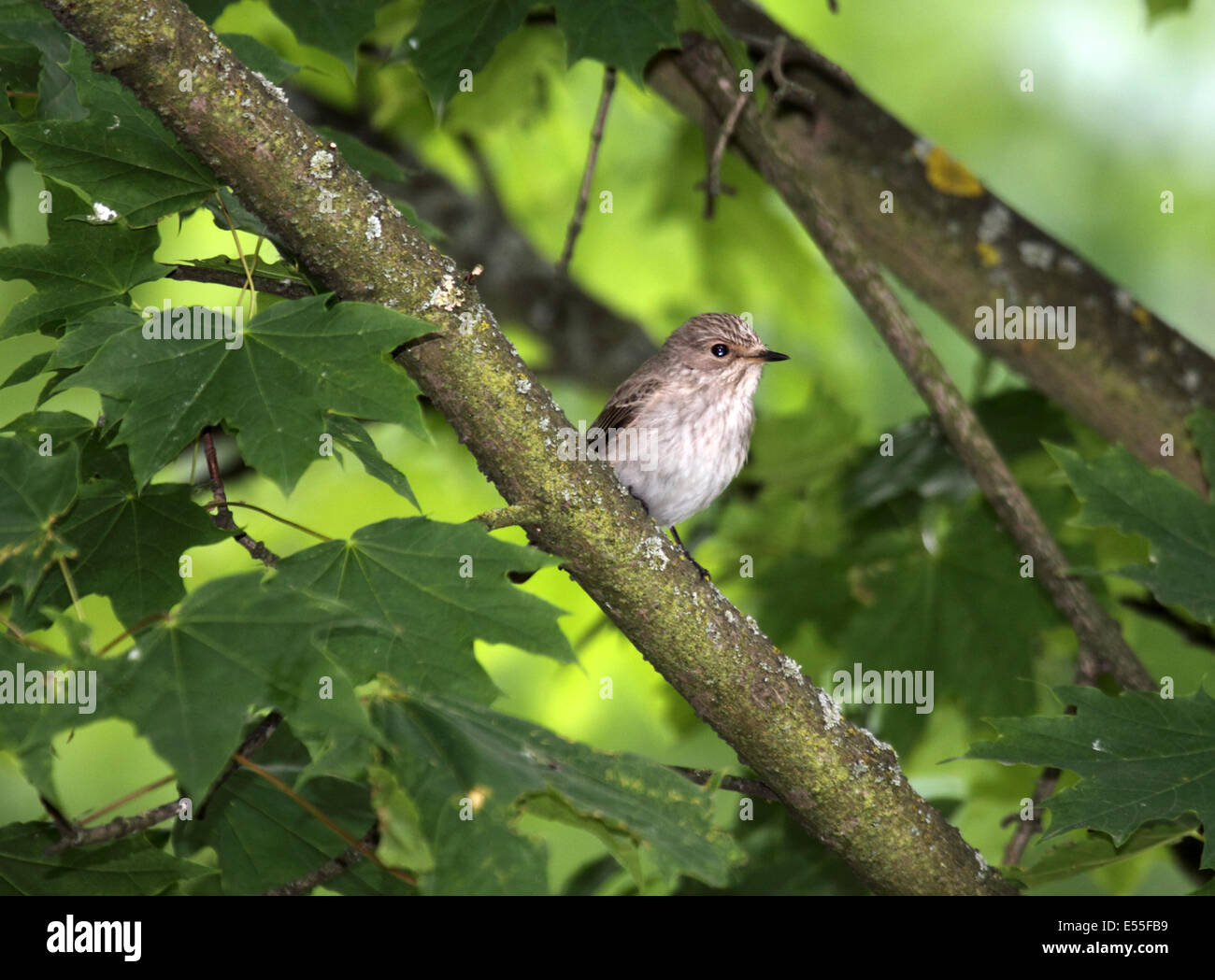Spotted flycatcher perched on branch of tree in forest in Poland Stock ...