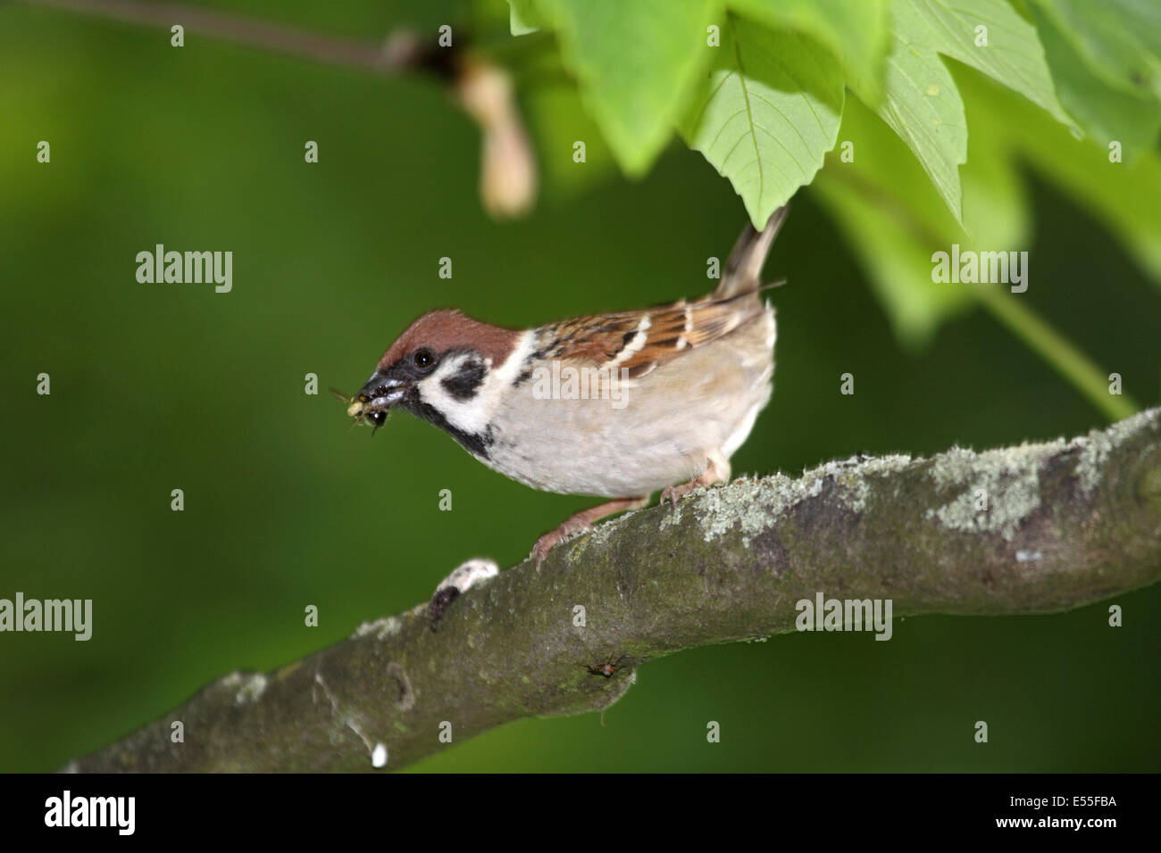 Food in bill hi-res stock photography and images - Alamy